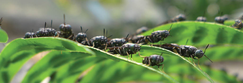 Insect protein takes flight in Asia - Aqua Culture Asia Pacific