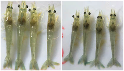 Updates on EHP and shrimp disease threats - Aqua Culture Asia Pacific