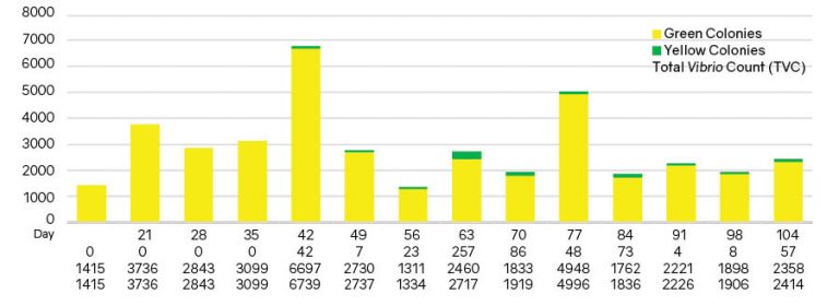 Revisiting vibriosis in shrimp aquaculture - Aqua Culture Asia Pacific