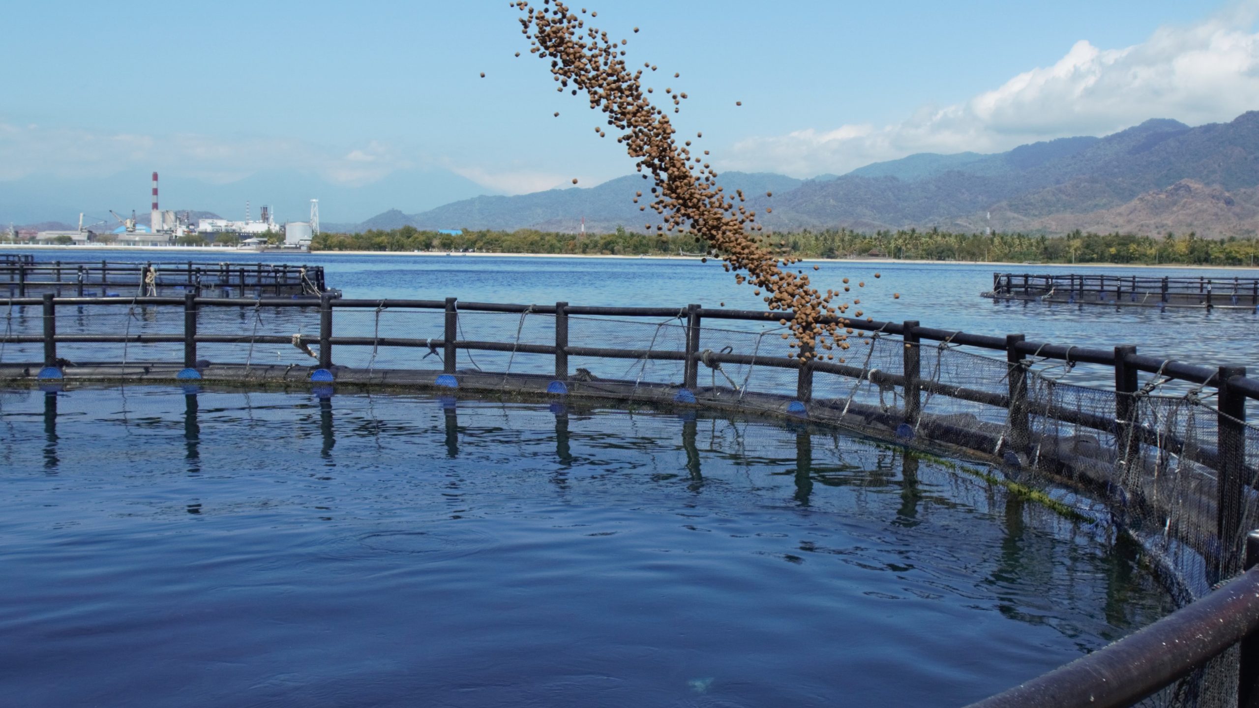 Aquafeeds in 2019: Pulled by market demand - Aqua Culture Asia Pacific