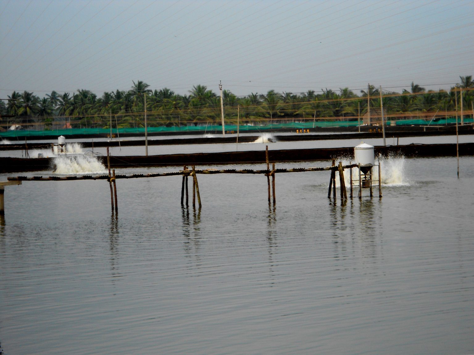 India’s farmed shrimp sector in 2020: A White Paper - Aqua Culture Asia ...