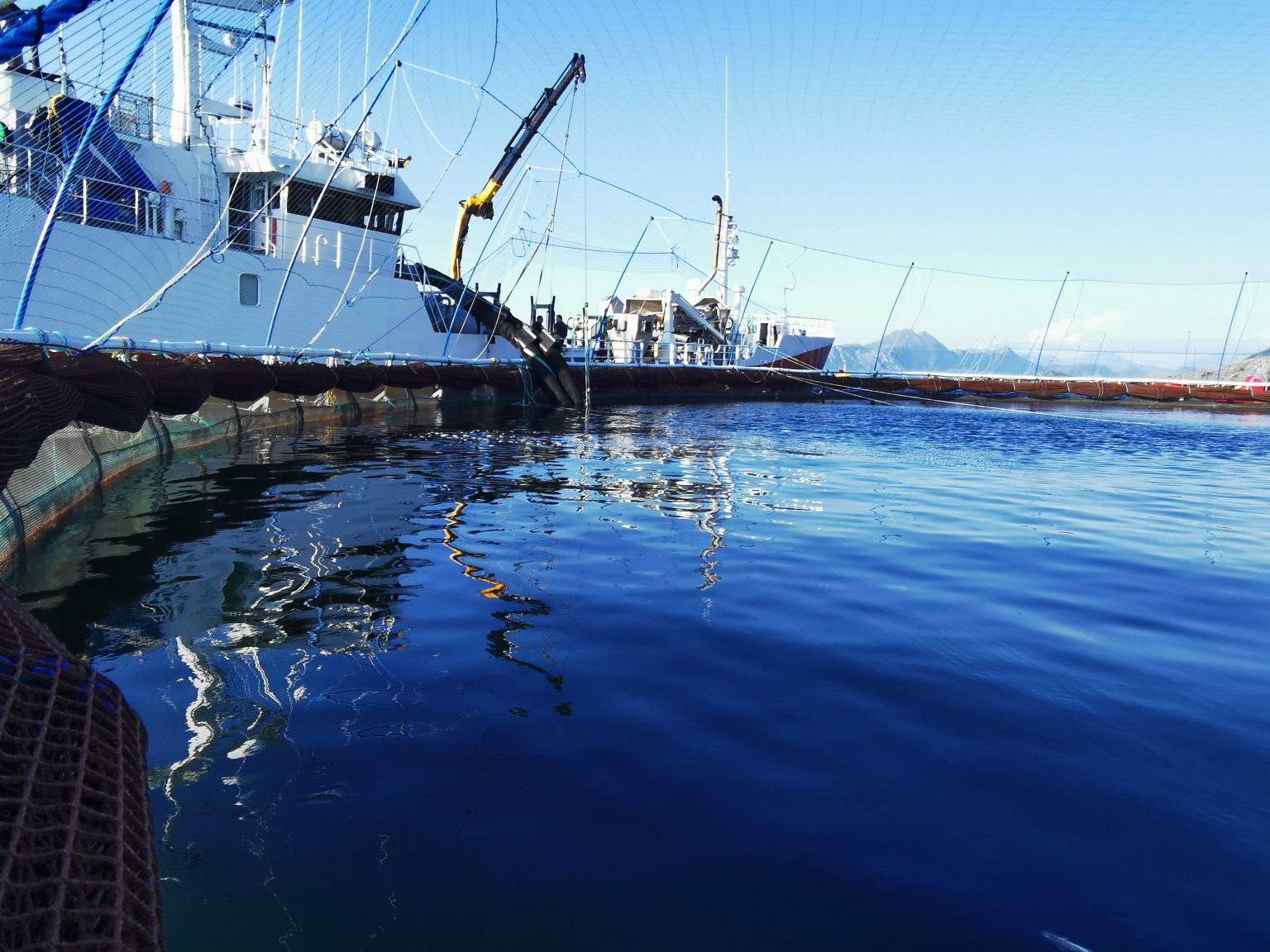 Norwegian cod-farming venture transfers next batch of cod juveniles ...