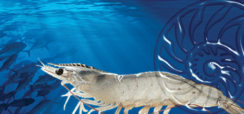 Blue Aqua partners SAS and HPE to develop Smart Aquaculture Solution ...