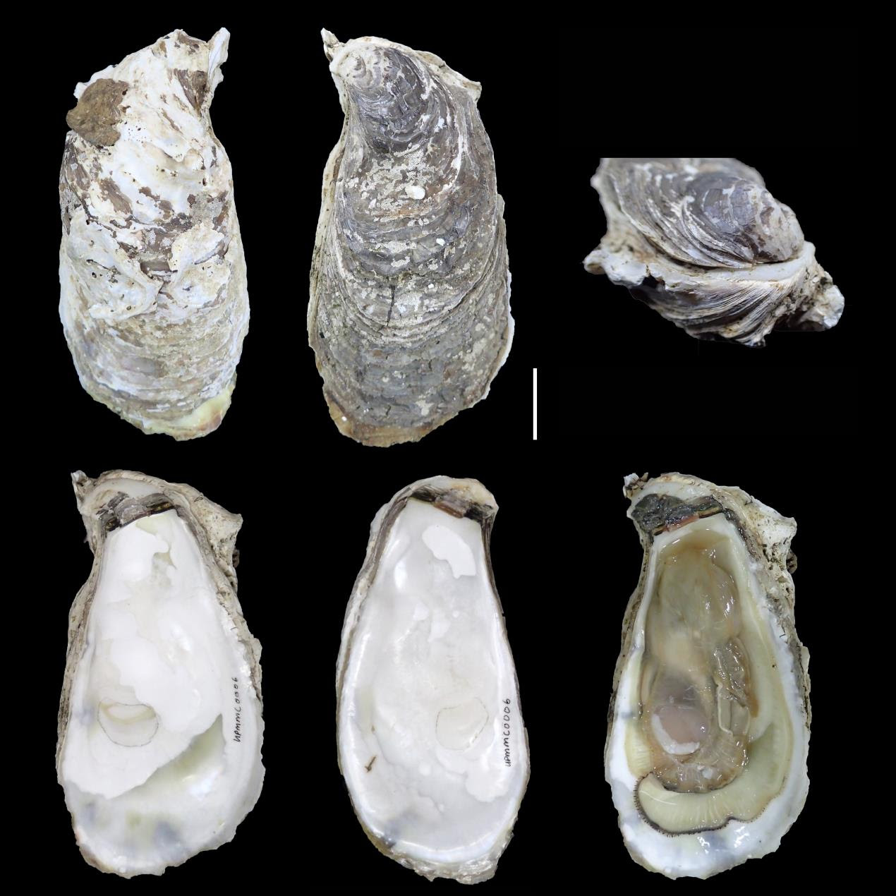 New oyster species in Muar Malaysia discovered by Queen’s University ...