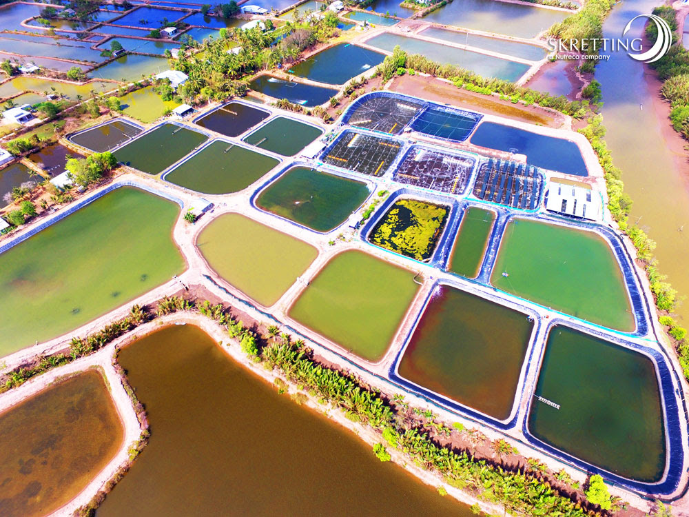 Intensive shrimp farming program in Vietnam is optimising production ...