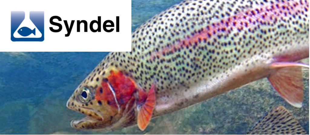 Syndel’s fish anaesthetic Syncaine® gets marketing approval in the UK ...
