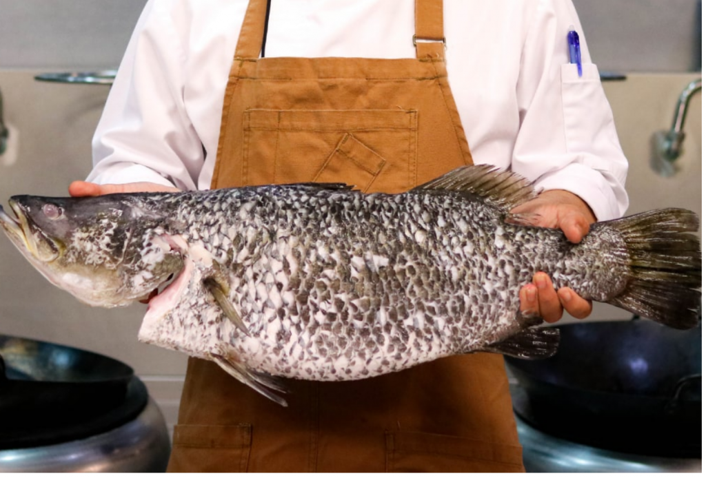 Barramundi Group Australia announces 10-year stage plan for the ...