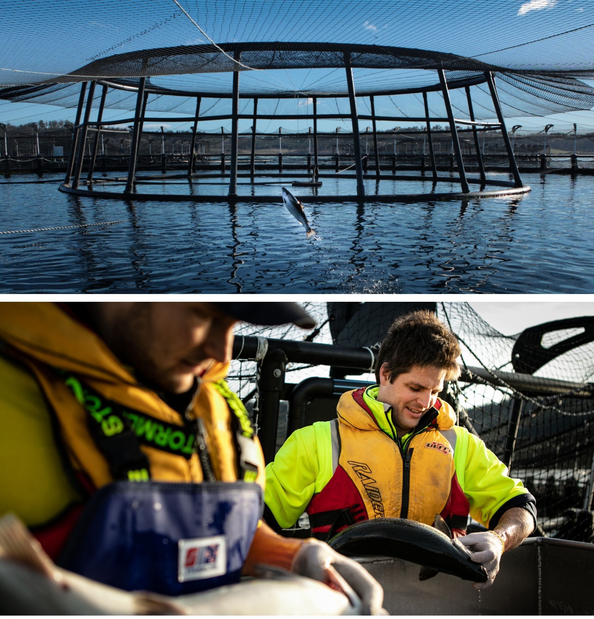 Cooke enters into agreement for acquisition of Australia's Tassal and ...