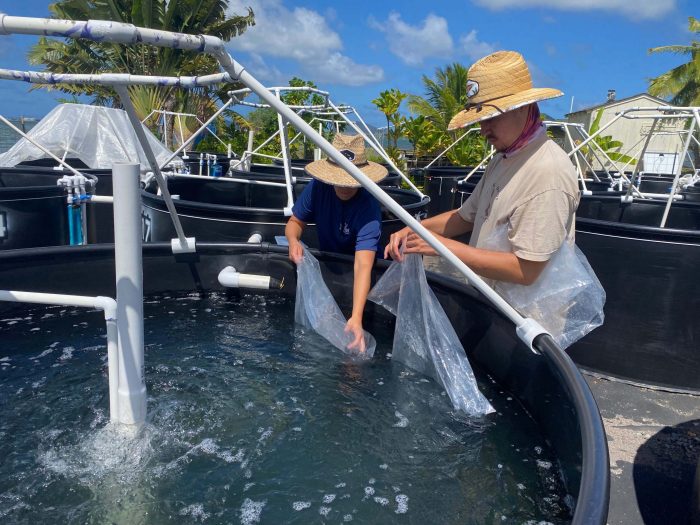 HPU, UH MÄ noa, and Hawai‘i Sea grant join on $1.25 million grants to ...