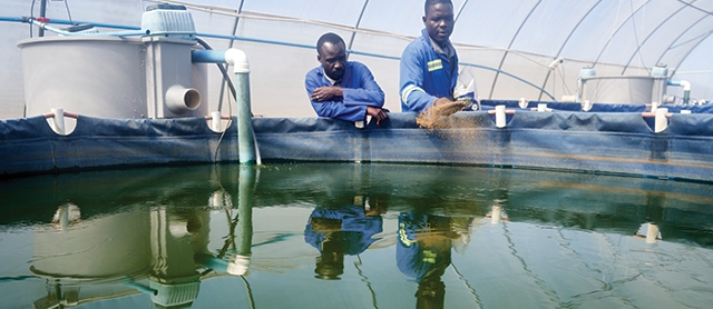 A roadmap for the future of tilapia aquaculture in Zimbabwe - Aqua ...