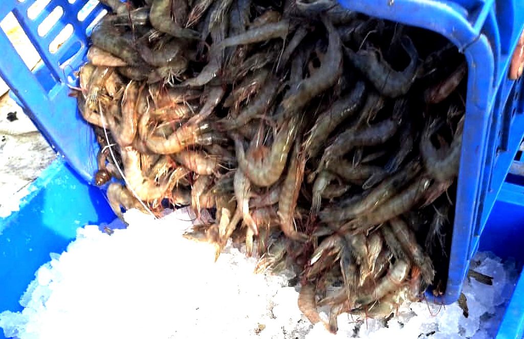 Review of India’s 2021 shrimp crop - Aqua Culture Asia Pacific