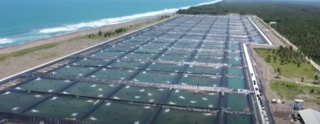 Inauguration of zone based integrated shrimp farm concept in Kebumen ...