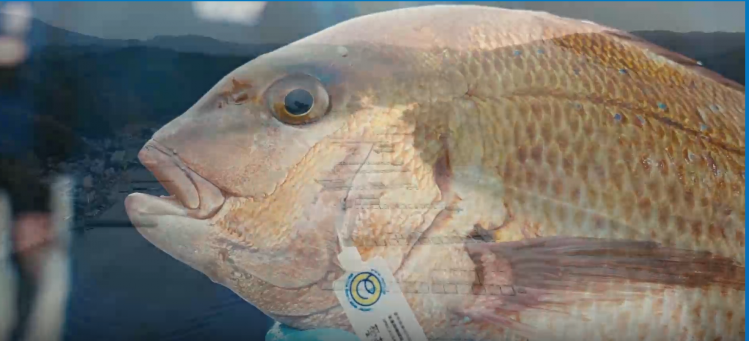 Ehime Prefecture sea bream farm is Japan’s first facility to be BAP ...