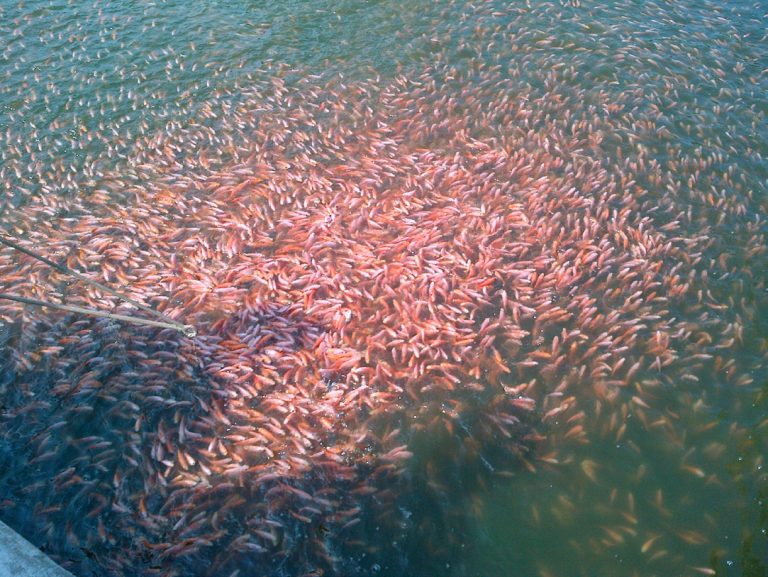 Current issues in developing tilapia farming in Indonesia - Aqua ...
