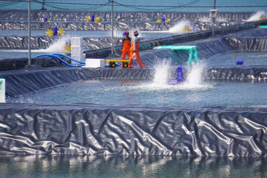 Indonesia adds 12 shrimp farming areas for 2 million tonnes of vannamei ...