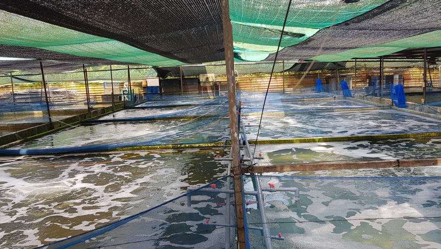The story of hybrid Tilapia x Jade Perch in Singapore - Aqua Culture ...