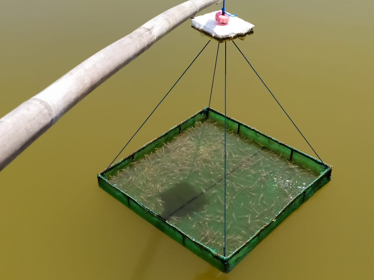 APPENDIX 2 for Article in issue March/April 2024 -Shrimp Feed ...