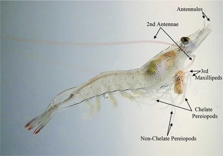 APPENDIX 2 for Article in issue March/April 2024 -Shrimp Feed ...