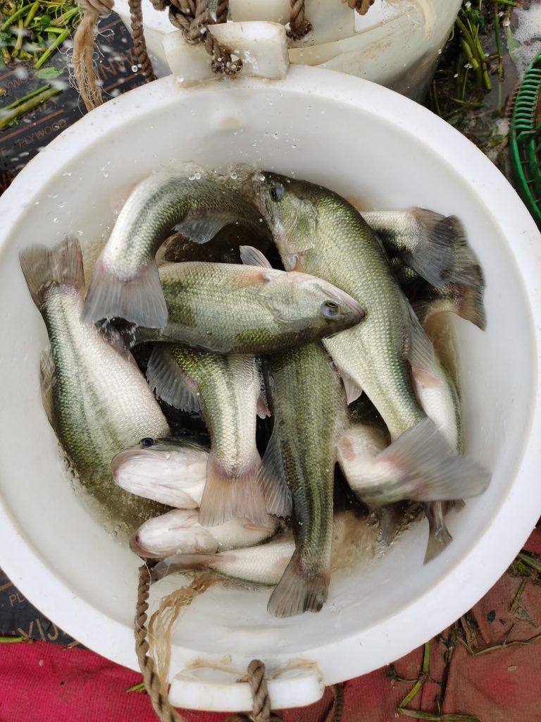 From boom to uncertainty in largemouth bass aquaculture in China - Aqua ...