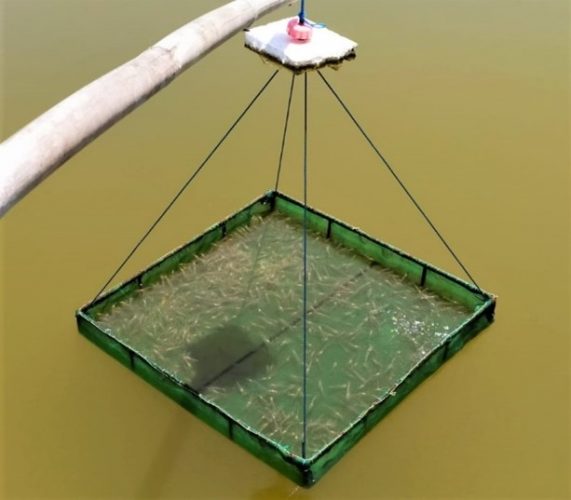 Shrimp Feed Management in Outdoor Ponds for Litopenaeus vannamei - Aqua ...