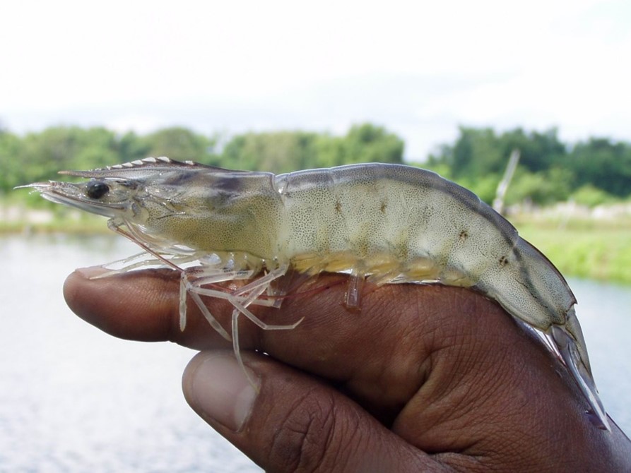 Shrimp Feed Management in Outdoor Ponds for Litopenaeus vannamei - Aqua ...