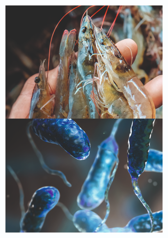 Phileo by Lesaffre unveils Program Aquasaf Shrimp - Aqua Culture Asia ...