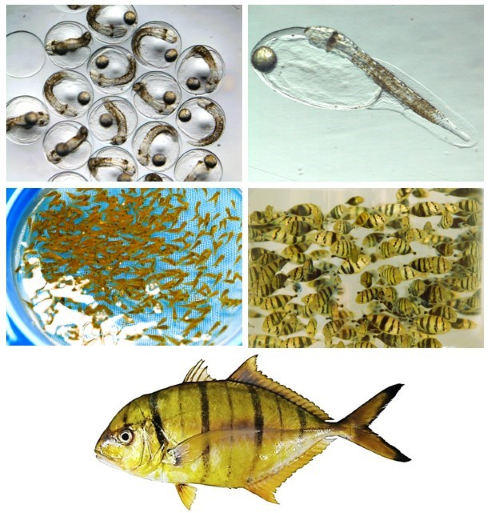 ICAR-CMFRI achieves captive breeding golden trevally - Aqua Culture ...