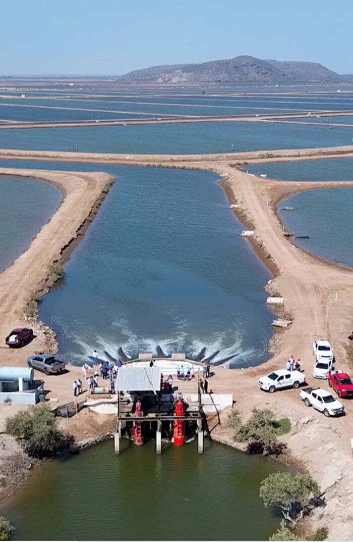 Six years on, at a farm in Mexico - Aqua Culture Asia Pacific
