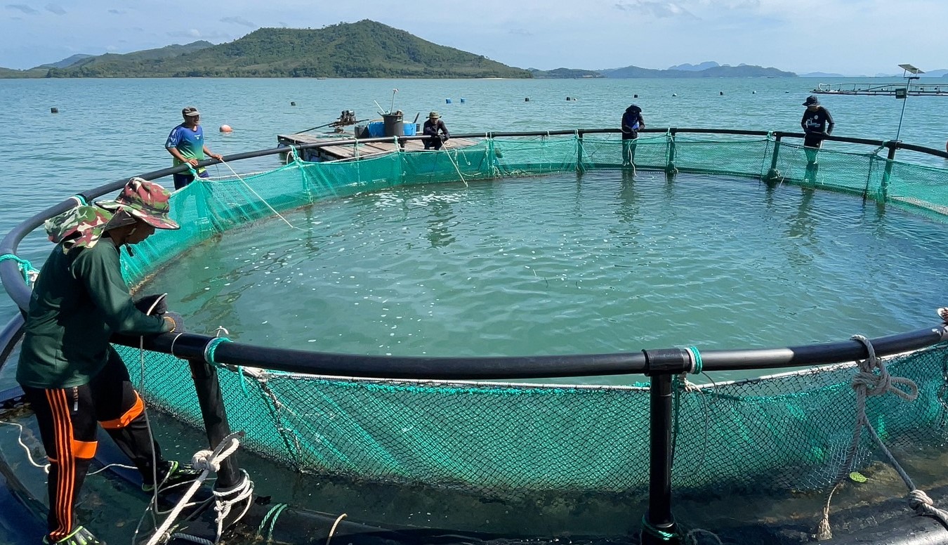 Thai Fish Project: Creating feed formulations for Asian seabass and ...